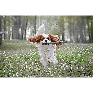 DOOG - The Supersticks Incredible Stalk Fetch Toys Safer Than Real Sticks, Splinter Free, Glow-in-The-Dark Eyes, Floats, Easy to Clean