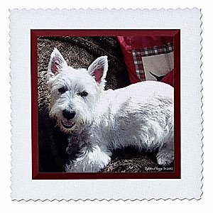 3dRose qs_39514_1 West Highland White Terrier Quilt Square, 10 by 10-Inch