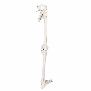 Axis Scientific Human Leg Skeleton Bundle, Life-Size 36" Anatomical Model with All Leg Bones, Removable Hip Joint and Fully Articulated Foot and Detailed Product Manual