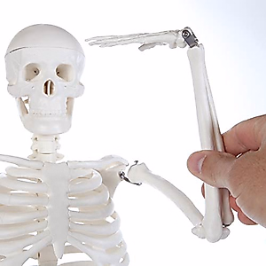 Anatomy Lab Human Skeleton Model, 34" Mini Skeleton Replica Mounted to Base for Display, with Removable Skull Cap, Movable Arms and Legs, and Details of Human Bones