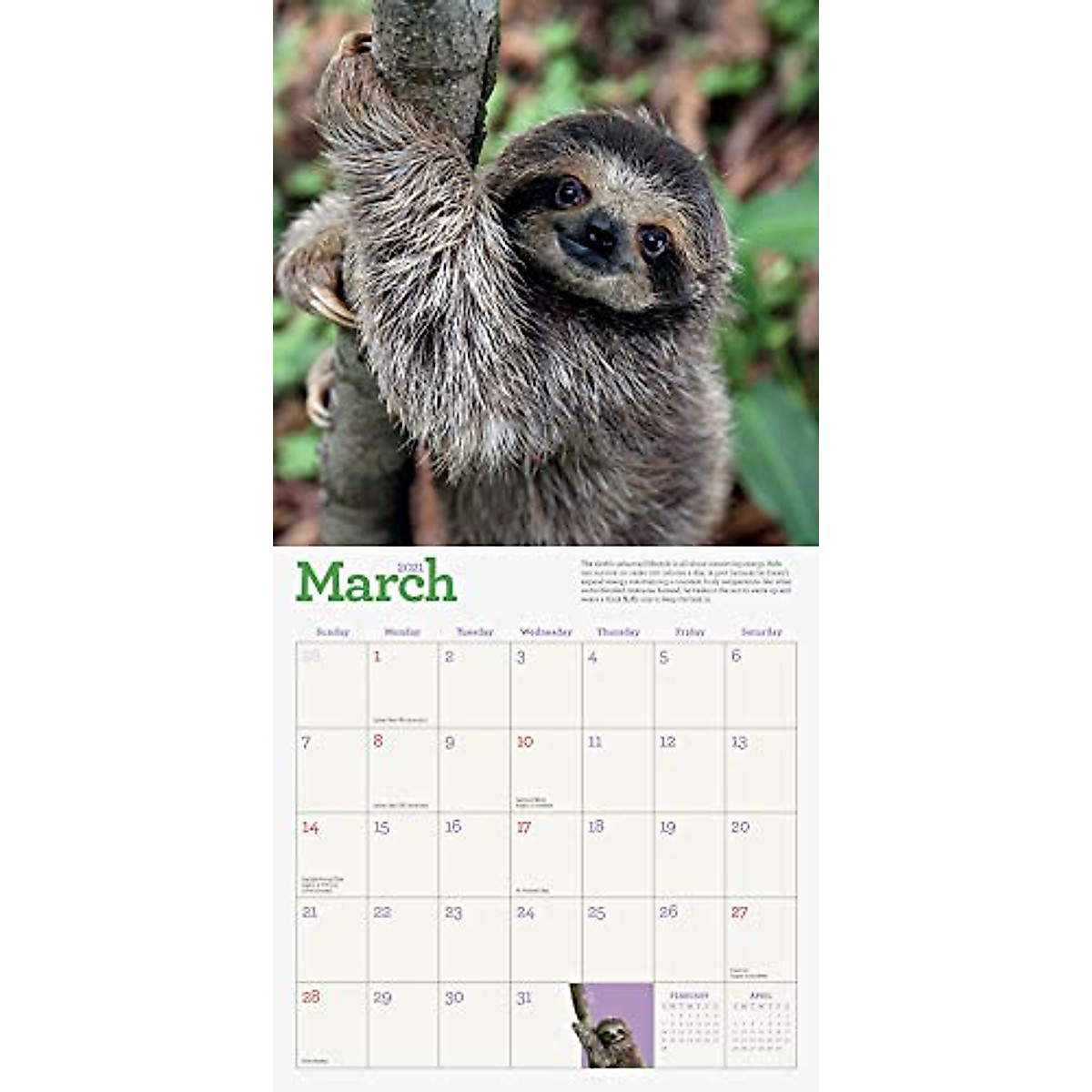 Original Sloths Wall Calendar 2021