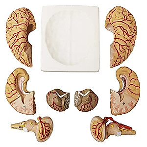 Evotech Human Brain Model w/Arteries, 9 Parts Life Size Anatomy Brain Model on a Base Show Horizontal Plain Through Eyeball Level for Science Classroom Study Display, Manual Included