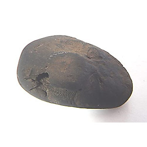 phoenix888 XUETZALCOATL Laxmi janardan shaligram Purnachakra Purnagarbha Shaligram Nepal Kali Gandki