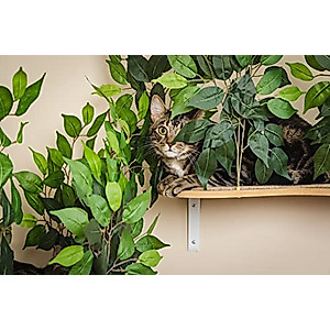 On2Pets Cat Shelves Wall-Mounted Cat Trees Cat Furniture for Climbing, Playing and Relaxing, Set of 2, Indoor Cat Shelf Made in USA… (Zen Green, Curved)