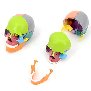 MIIRR Detachable Color Anatomy Skull Model, Mini Size Skeleton Head Skull Model Includes 15 Parts, Medical Skull Anatomical Model for Learning, Teaching or Display