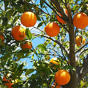 QAUZUY GARDEN 30 Fruit Seeds Orange Tree Seeds Dwarf Washington Navel Grow Indoors or Outdoors Non-GMO Home Garden Garden