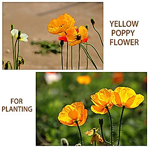 10000+ Mix Color California Poppy Flower Seeds for Planting Open-Pollinated Non GMO, Year Round Planting (Pink, Red, White, Yellow)