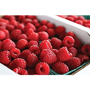 GreenWOW 200+ Red Raspberry Seeds - Non-GMO&Heirloom Organic Friut for Planting Home Garden/Outdoor