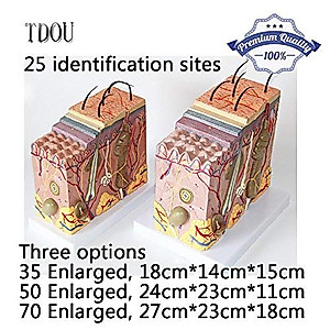 Tdou 50 Times Human Big Anatomical Skin Magnified Tissue Structure Model with Hair 35X/50X/70X Enlarged for Biology Minimally Invasive Cosmetic Surgery Teaching Models
