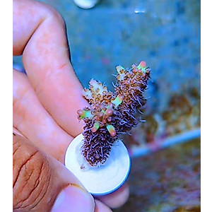 Aquarium Choice Ceramic Coralline Coral Frag Plugs 30 Pack