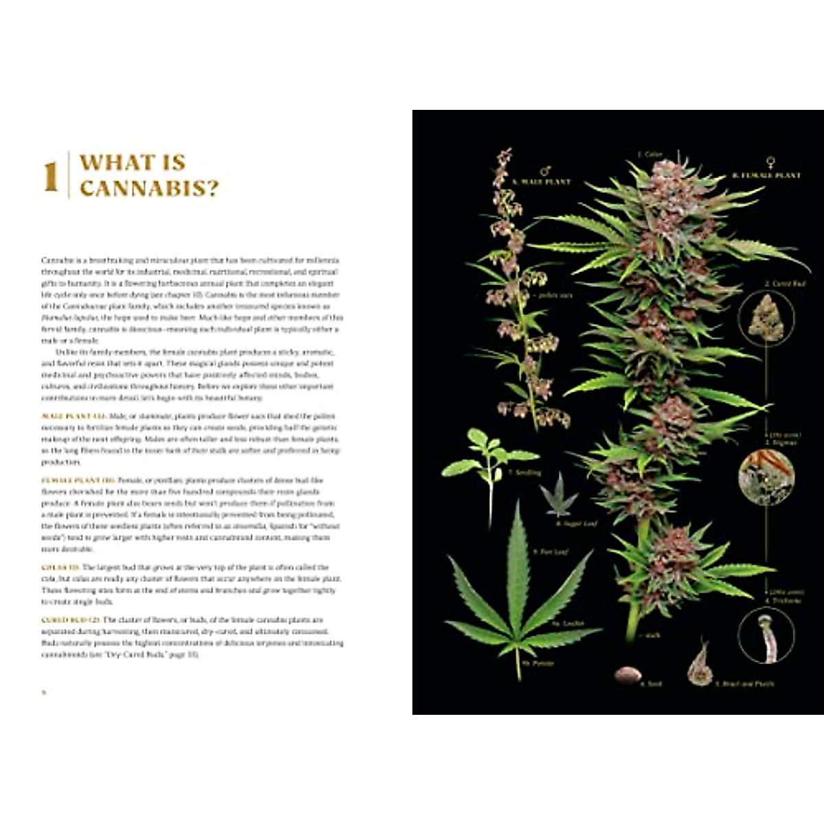 Higher: The Lore, Legends, and Legacy of Cannabis