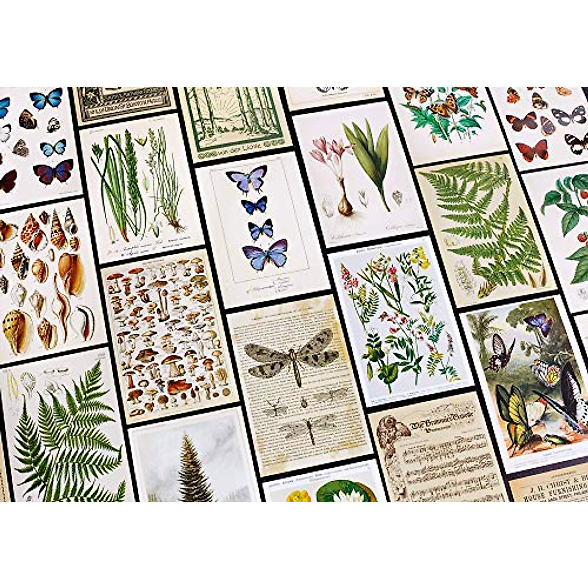 Vintage Collection Postcard Set: Pack of 30 Retro Style Botanical, Nature and Ephemera Postcards by Wintertime Crafts