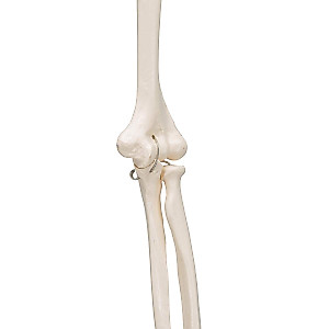 3B Scientific A45 Arm Skeleton - 3B Smart Anatomy