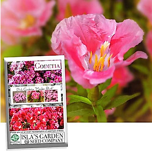 "Maiden Blush" Pink Godetia Flower Seeds for Planting, 1500+ Flower Seeds Per Packet, (Isla's Garden Seeds), Non GMO & Heirloom Seeds, Scientific Name: Clarkia Amoena, Great Home Flower Garden Gift