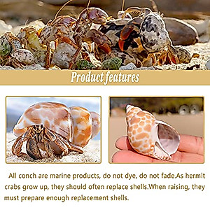 LeonBach 12 Pack Natural Hermit Crab Shells, Different Hermit Crab Supplies Hermit Crab House Crab Shell Ornaments Aquarium Decor Fish Tank Decoration, 1.2" to 3.15"