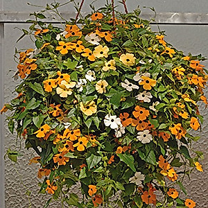 Outsidepride Thunbergia Black-Eyed Susan Climbing Vine Flower Plant Mix - 100 Seeds