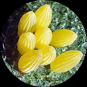 Sharp Forward Stereo Microscope 20X-40X