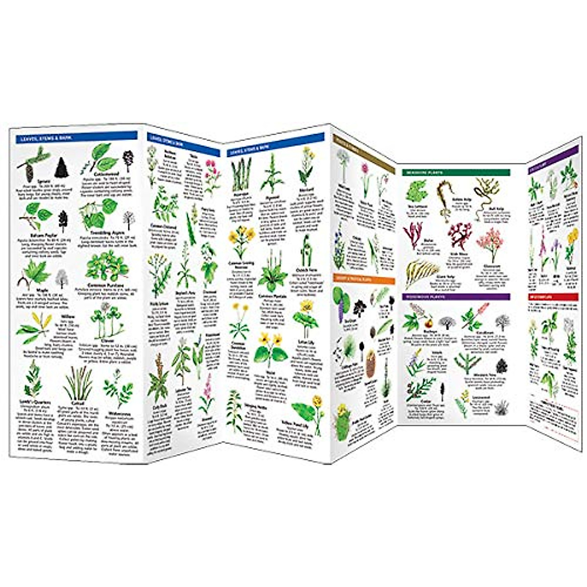 Edible Wild Plants: A Folding Pocket Guide to Familiar North American Species (Nature Observation North America)