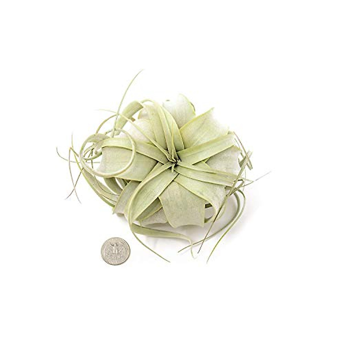 Tillandsia Xerographica Air Plant, Tillandsia Air Plants Live Large Indoor Plants Live Houseplants, Exotic Plants for Succulent Terrarium, Fairy Garden Decor, Succulents Live Plants by Plants for Pets