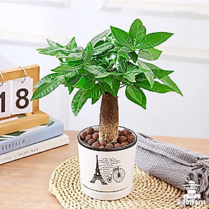 O-FarFarm Clay Pebbles for Indoor Plants, Hydroponics Supplies Clay Balls for Hydroponic Growing, 3 Sizes to Choose for Orchids, Hydroponics, Aquaculture(1qt, 10-30mm)