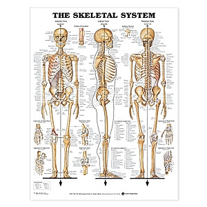 The Skeletal System Giant Chart