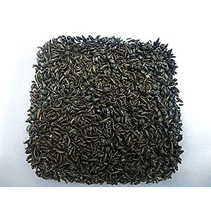 Walks Again Taxidermy Dermestid Beetles (10000+)