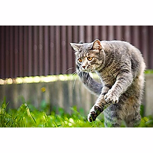 HAPPY PET VITAMINS LLC Joint Care Cats - Joint Health Complex with Turmeric - MSM GLUCOSAMINE - Hip and Joint Care - cat Liver Support Food - 1 Bottle (60 Treats)