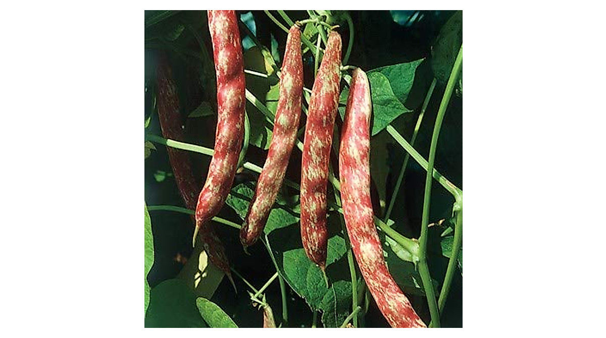 Taylor Dwarf Bush Bean Seeds - Heirloom Non-GMO for Garden & Cooking
