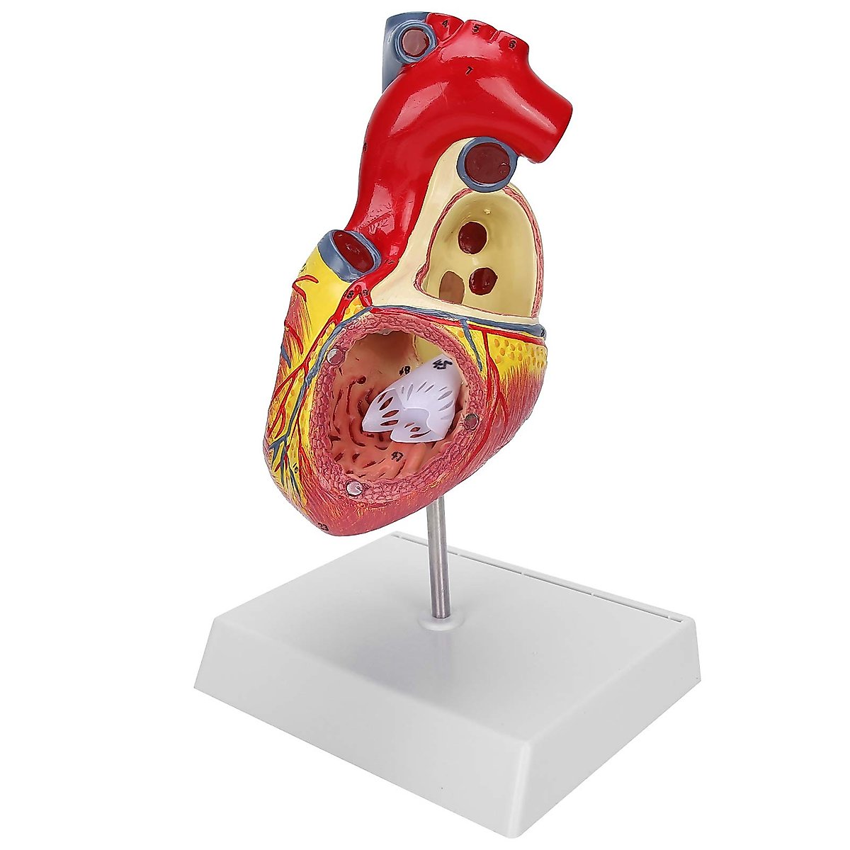 Brrnoo Human Heart Model 48 Anatomical Internal Structures, 2-Part Life Size Anatomically Accurate Numbered Heart Medical Model, 3 x Removable Parts for Teaching use