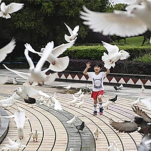 bird cage Pigeon Cage Combination Package Bird Cage Large Pigeon Nest Box Matching Cage Pigeon Pigeon Supplies Pigeon Cage Solid Wood Nest Box Outdoor Bird Nest ( Color : Brown-A , Size : 903035cm )