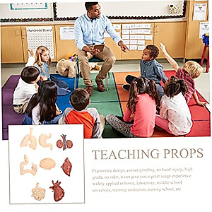 2 Sets Human Visceral Model Human Teaching Aid Human Torso Body Model Human Internal Organs Model Human Body Model Torso and Skeleton Models Anatomy Mannequin PVC Child Major Suite