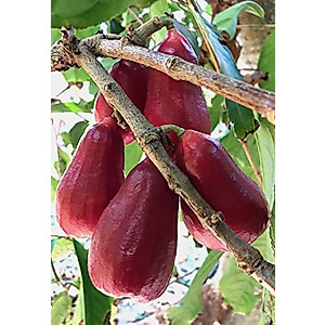 Malay Apple Tree, Water Apple Fruit Tree Plant - 6-8 Inc Tall for Planting, Syzygium Malaccense