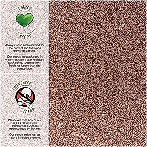 Seed Needs, Peppermint Seeds - 1,000 Heirloom Seeds for Planting Mentha piperita - Non-GMO, & Untreated - Great for Pots & Containers (2 Packs)