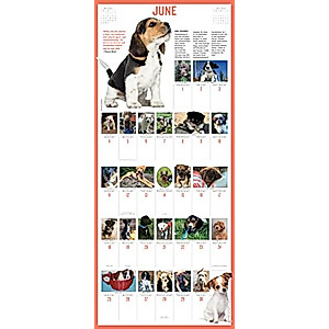365 Puppies-A-Year Picture-A-Day Wall Calendar 2023: Absolutely Spilling Over With Puppies