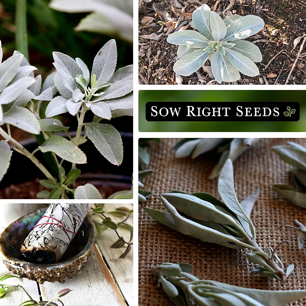 Sow Right Seeds - White Sage Seed for Planting - Non-GMO Heirloom Packet with Instructions for Planting and Growing a Home Herb Garden - Indoors or Outdoors - Make Your Own Herbal Incense (2)