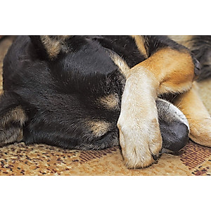 MY LUCKY PETS LLC Dog Allergy Immune - Allergy Relief for Dogs Itch Relief Support - Key Ingredients - quercetin for Dogs Organic - 1 Bottle (75 Chewable Tablets)