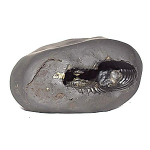 Rudrakshguru Rama Shaligram - Gandaki River Nepal