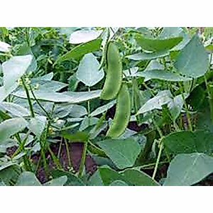 Lima Bean, Henderson Bush, Non GMO, 21+ Seeds, Great Tasting and Healthy