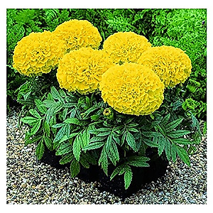 David's Garden Seeds Flower Marigold Giant Yellow FBA-1884 (Yellow) 50 Non-GMO, Hybrid Seeds