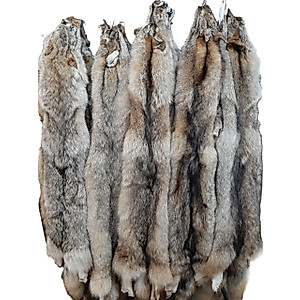 Eastern Coyote Pelt, Tanned (Premium Grade)