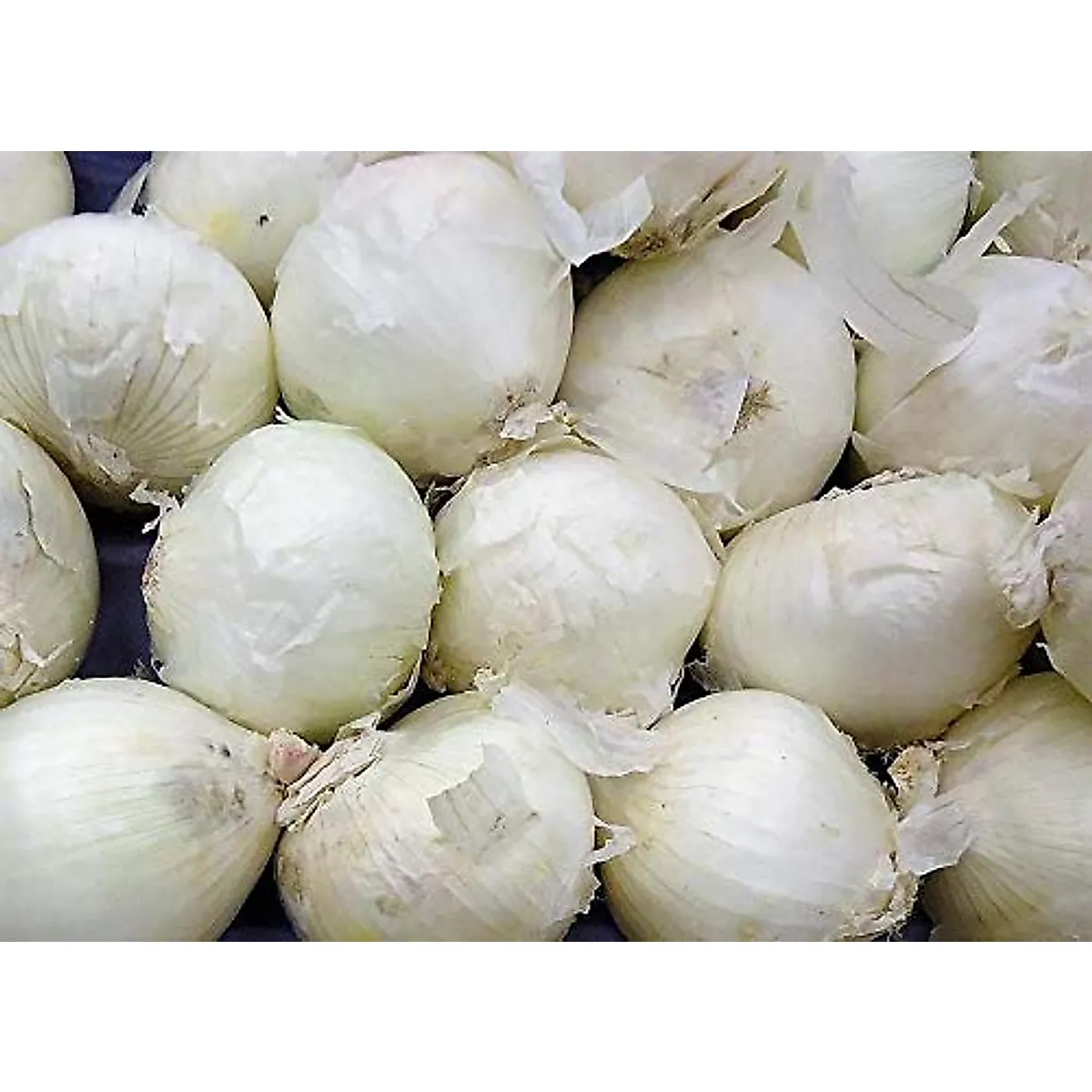 White Sweet Spanish Onion Seeds for Planting, 500+ Heirloom Seeds Per Packet, (Isla's Garden Seeds), Non GMO Seeds, Botanical Name: Allium cepa, Great Home Garden Gift