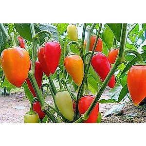 Santa Fe Grande Pepper Seeds for Planting, 50+ Heirloom Seeds Per Packet, (Isla's Garden Seeds), Non GMO Seeds, Botanical Name: Capsicum annuum, Great Home Garden Gift
