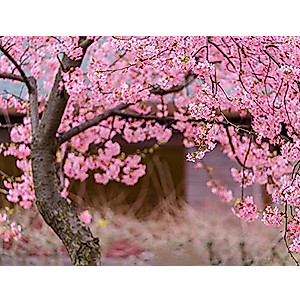 Bonsai Tree Seeds kit 5 Varieties of Non GMO Heirloom Bonsai Starter Kit , Blue Spruce, Black Pine, Sakura Seeds, Redwood Tree, Flame Tree, 5pcs Plant Markers, 5pcs Seeding Soil Block