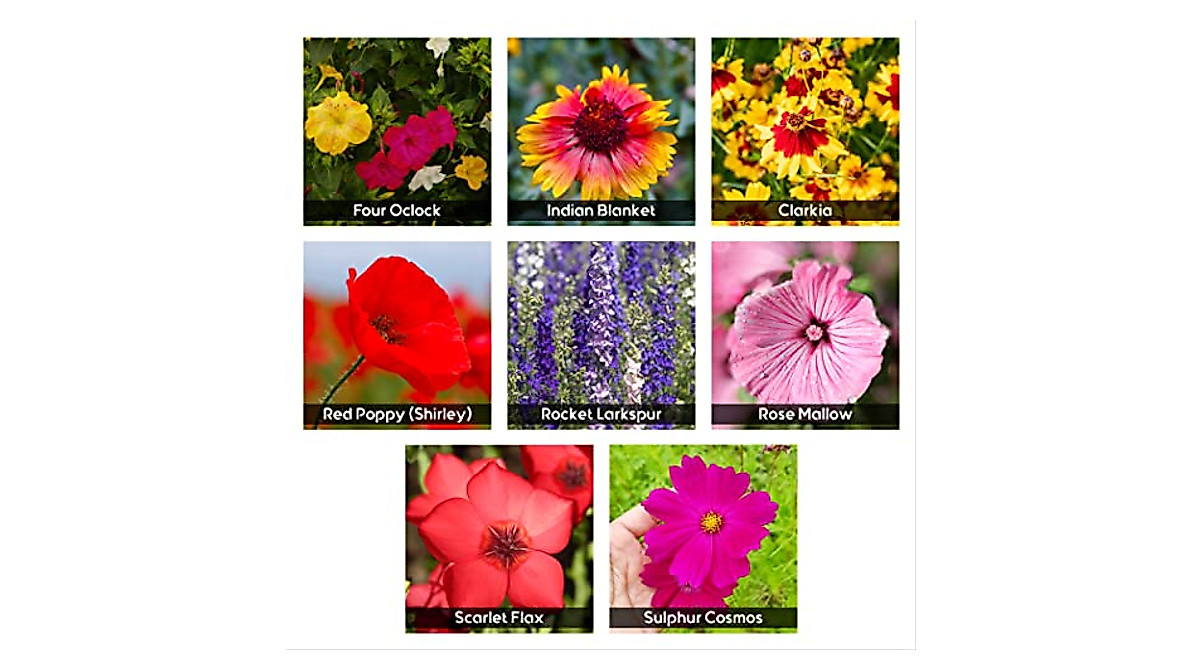Wildflower Seeds Bulk Pack - 35 Varieties for Pollinator Gardens