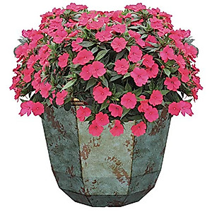 Classic Home and Garden 9010D-379R Premiere Collection Planter, Rosie 10", Northern Lights