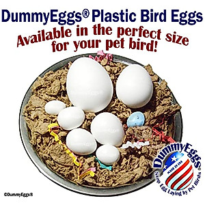 DummyEggs 6 Lovebird to Stop Laying! Realistic 7/8" x 3/4" Plastic Mock Fake Bird Eggs for Lovebird, Lineoleated, Eng Budgie, Bourke's. Solid Non-Toxic Plastic. Ship Fast USA