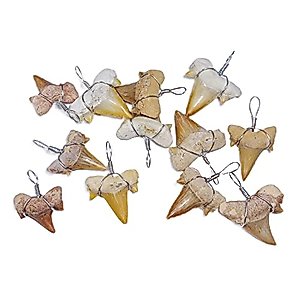 Genuine Fossil Shark Teeth Wire Wrapped for Pendants Bulk 12 Pack