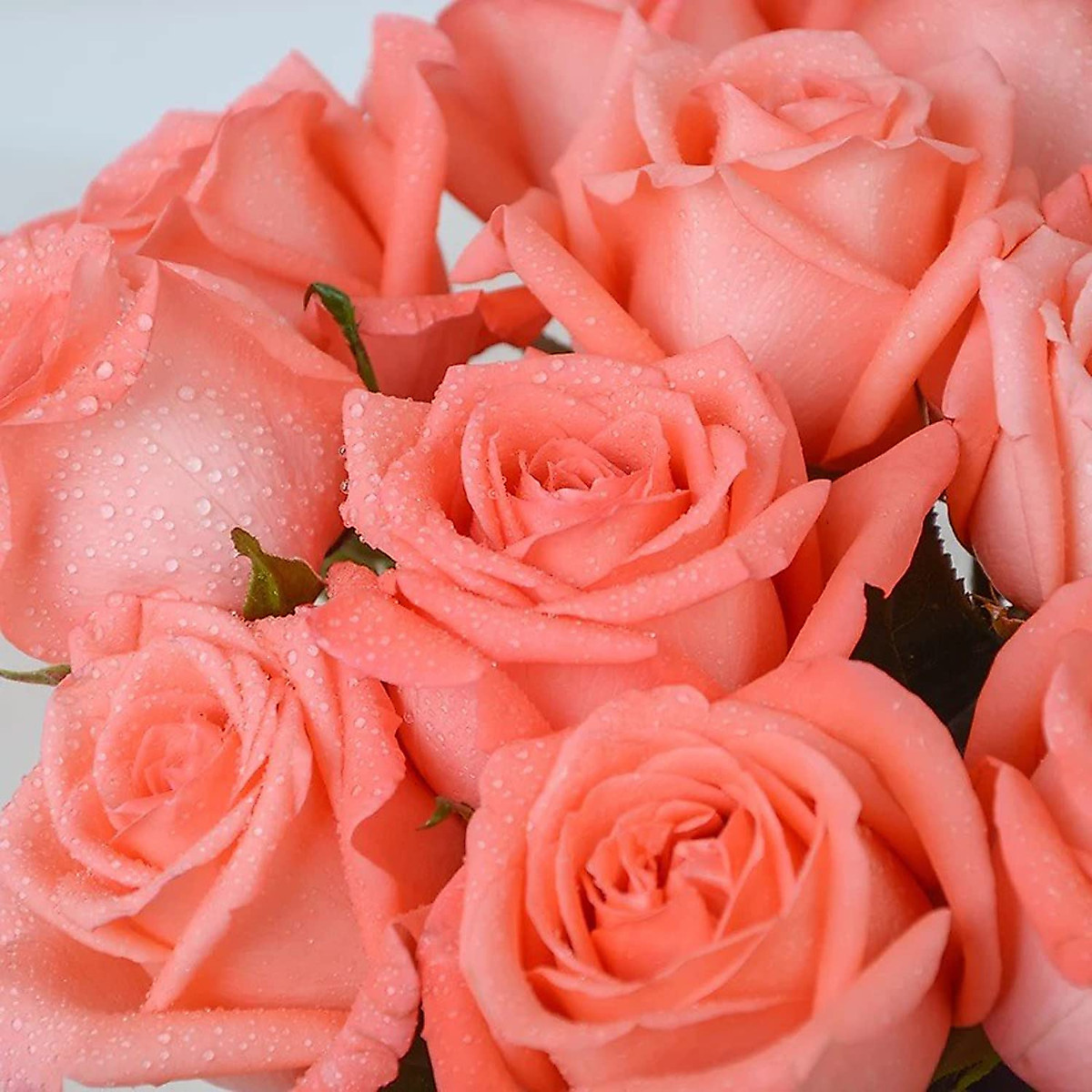 Bright Pink Rose Seedlings,Large Flowers Rose Hedging,Rose Bush,Living Tinged Rose Plant,Perennial Plant Root,Home Garden Yard Decor Blooms This Year,Easy Planting(1 Plant,No Pot Include)