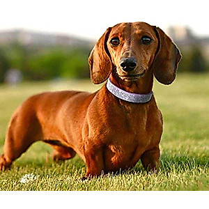 Bow Tie Puppy Dog Collar with Rhinestone, Bling Crystal Pretty Diamond Jewel Girls Cat Collars for XXS XS Small Medium Large Breed Pet Dogs Female Kitten, Red S