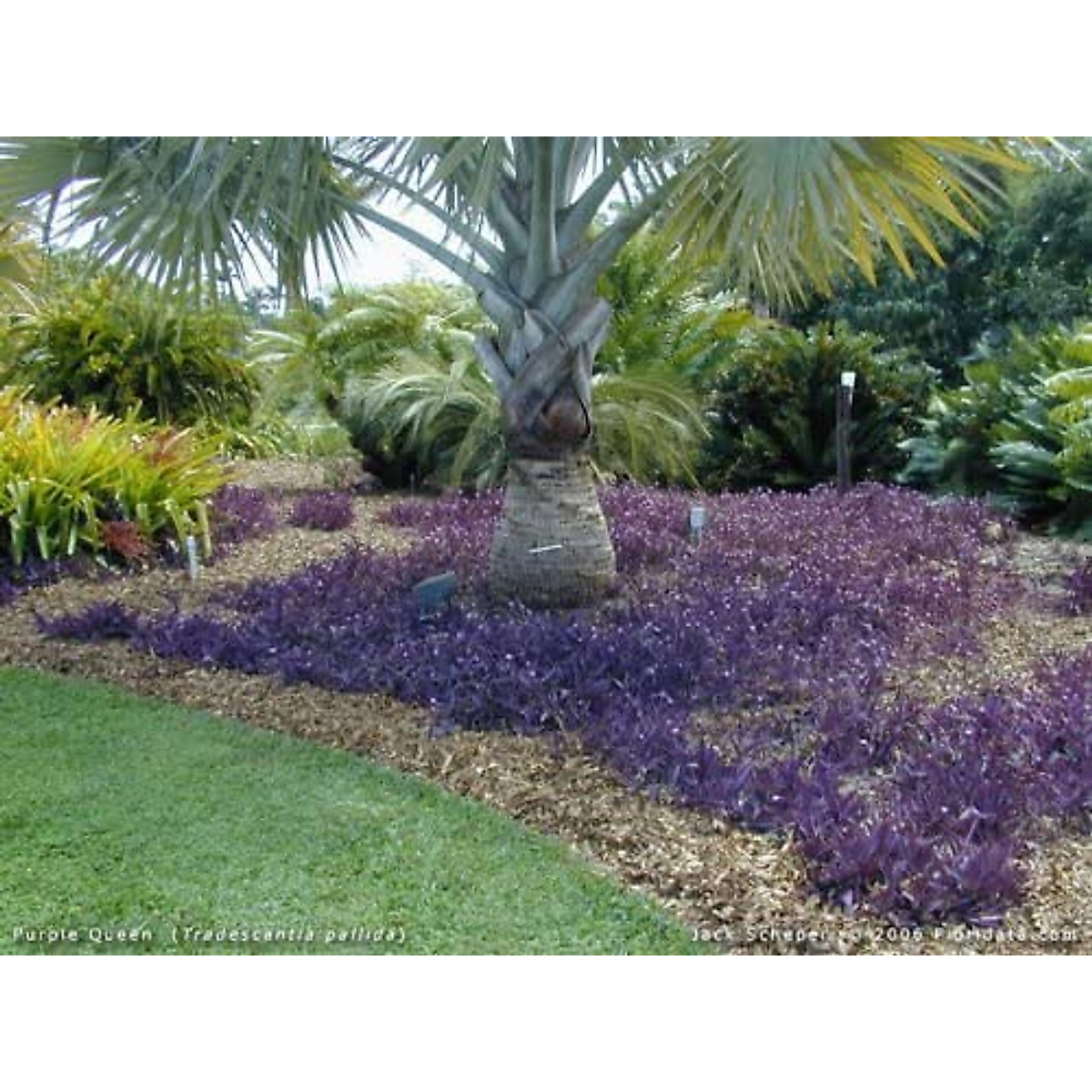 5 Cuttings Purple Heart Wandering Jew - Tradescantia Pallida Purpurea Plant